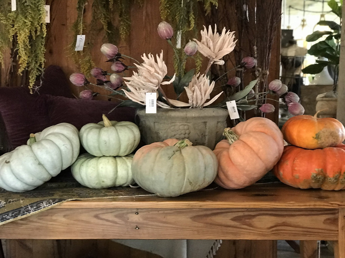 Here Comes Fall! – Chartreuse & co